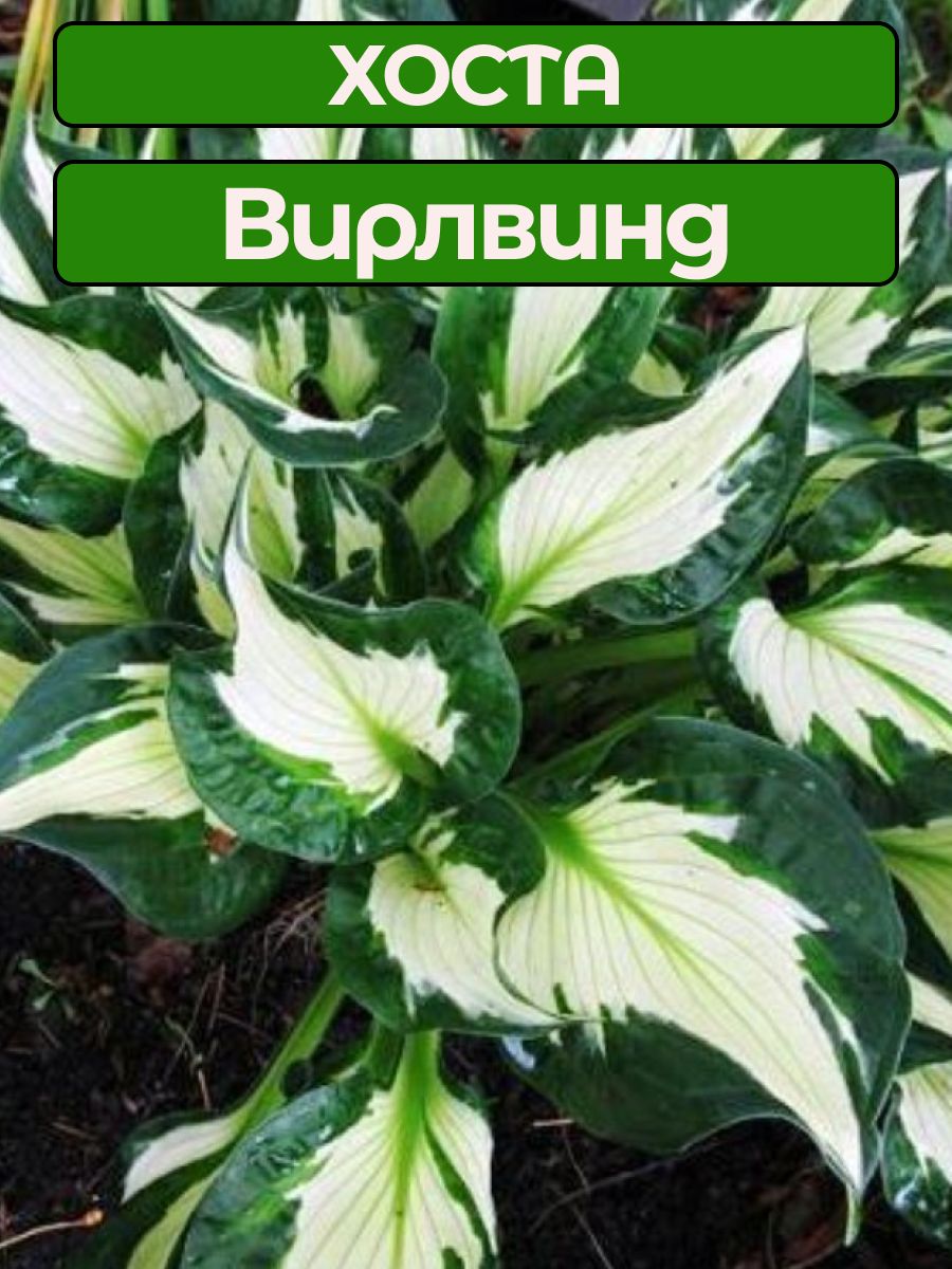 Хоста Вирлвинд, 1 шт