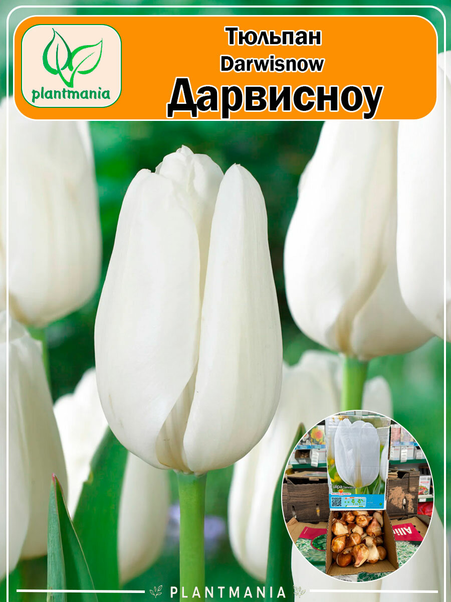 Тюльпан Триумф Darwisnow (Дарвисноу), элегантный сорт с крупными белоснежными цветками