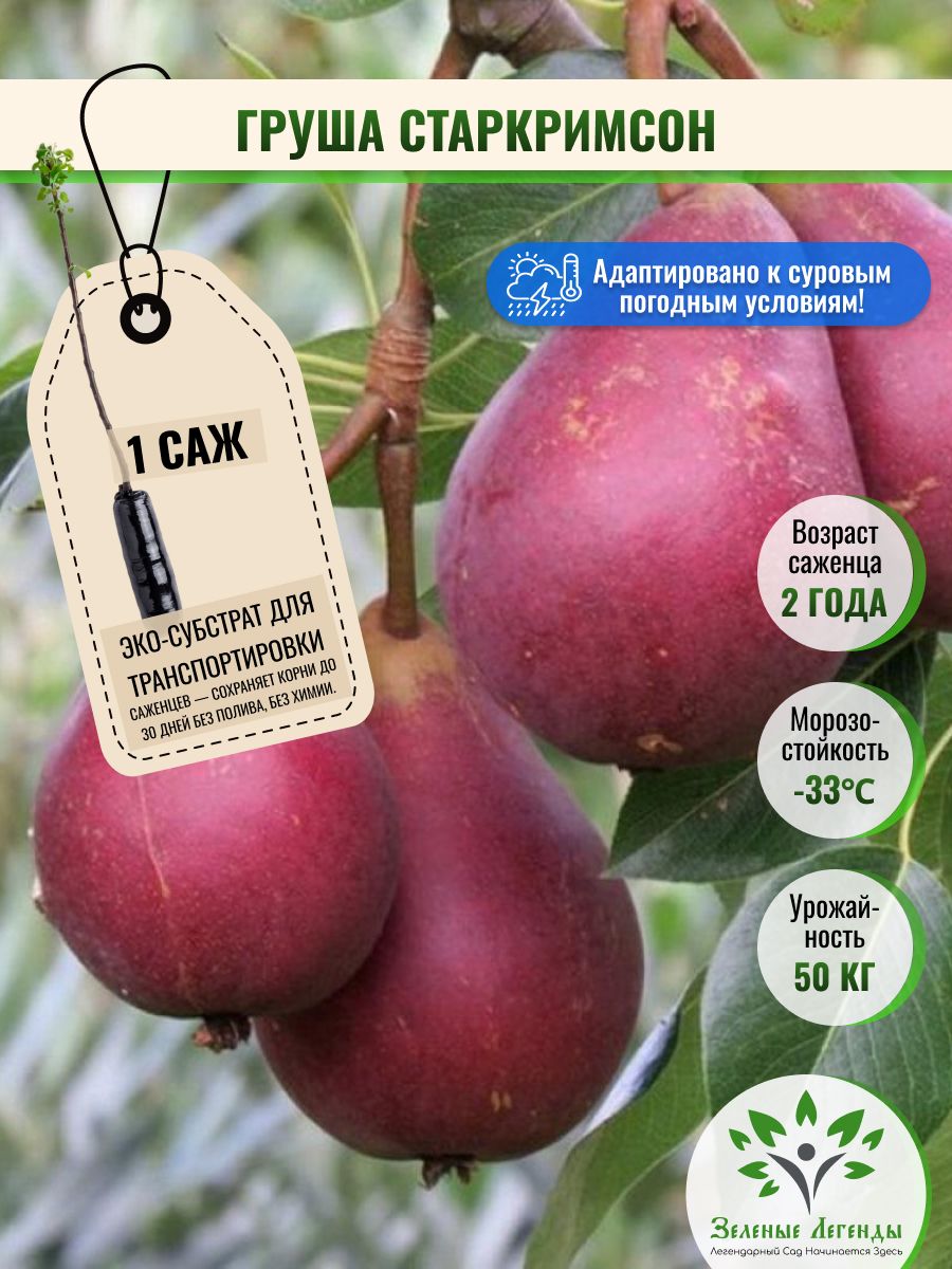 Груша саженец Старкримсон
