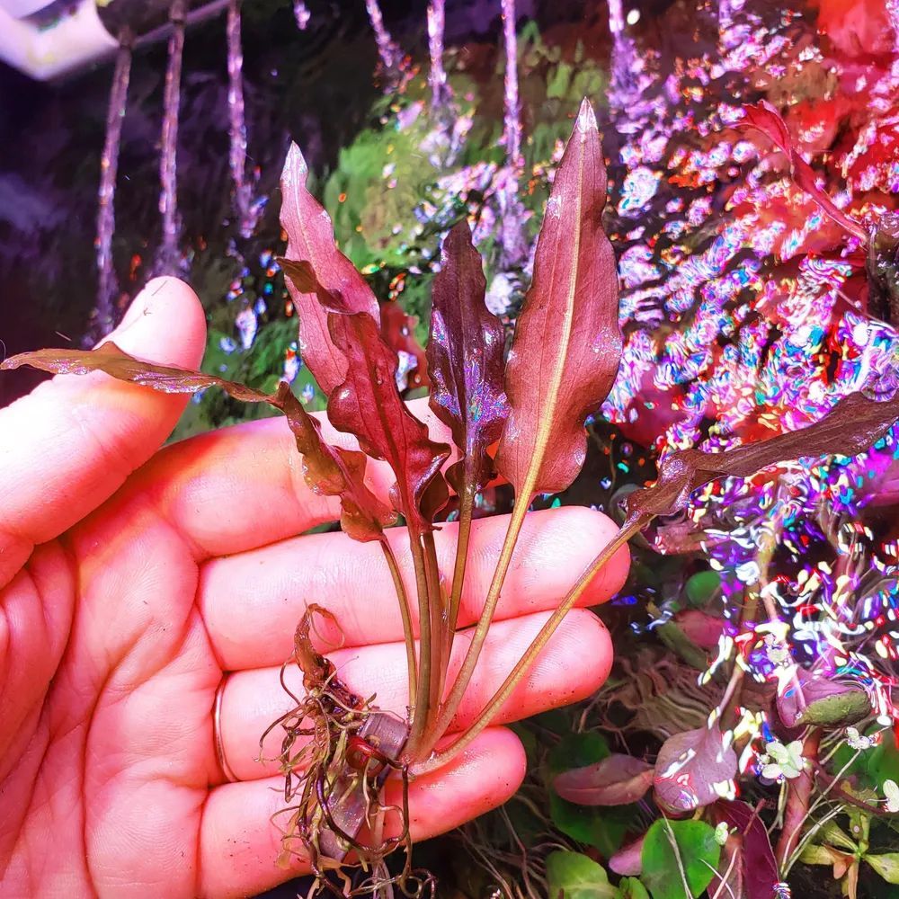 Криптокорина вендта коричневая (cryptocoryne wendtii brown)