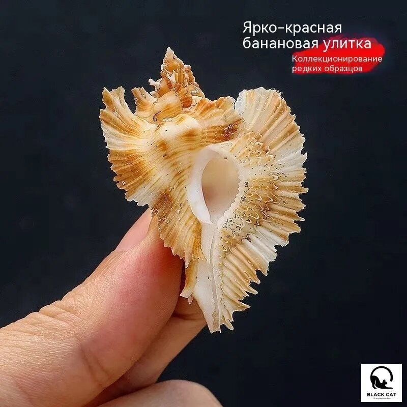 1ш тНатуральная банановая улитка 4.5-5cm Для украшения