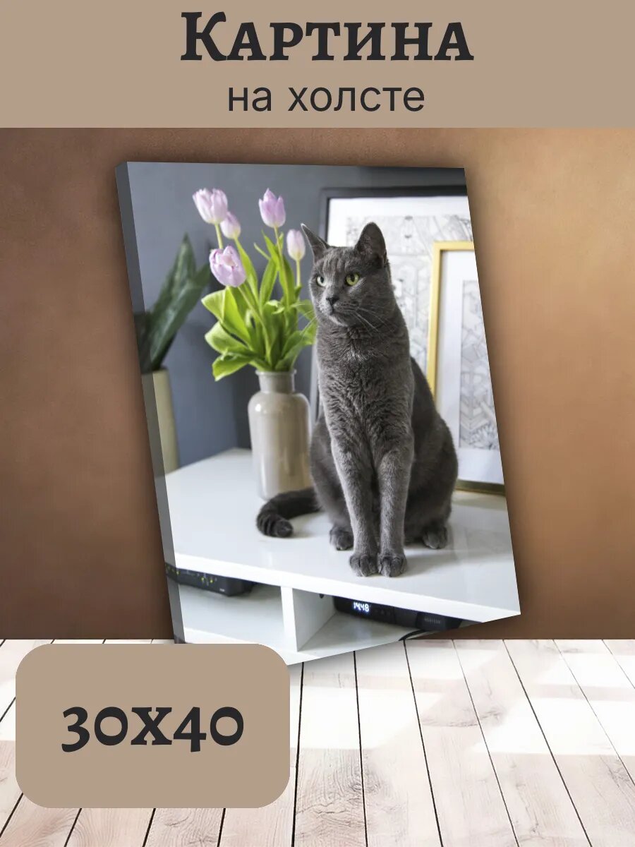 Картина Постер Кот Кошка Cat 30x40 серый британец