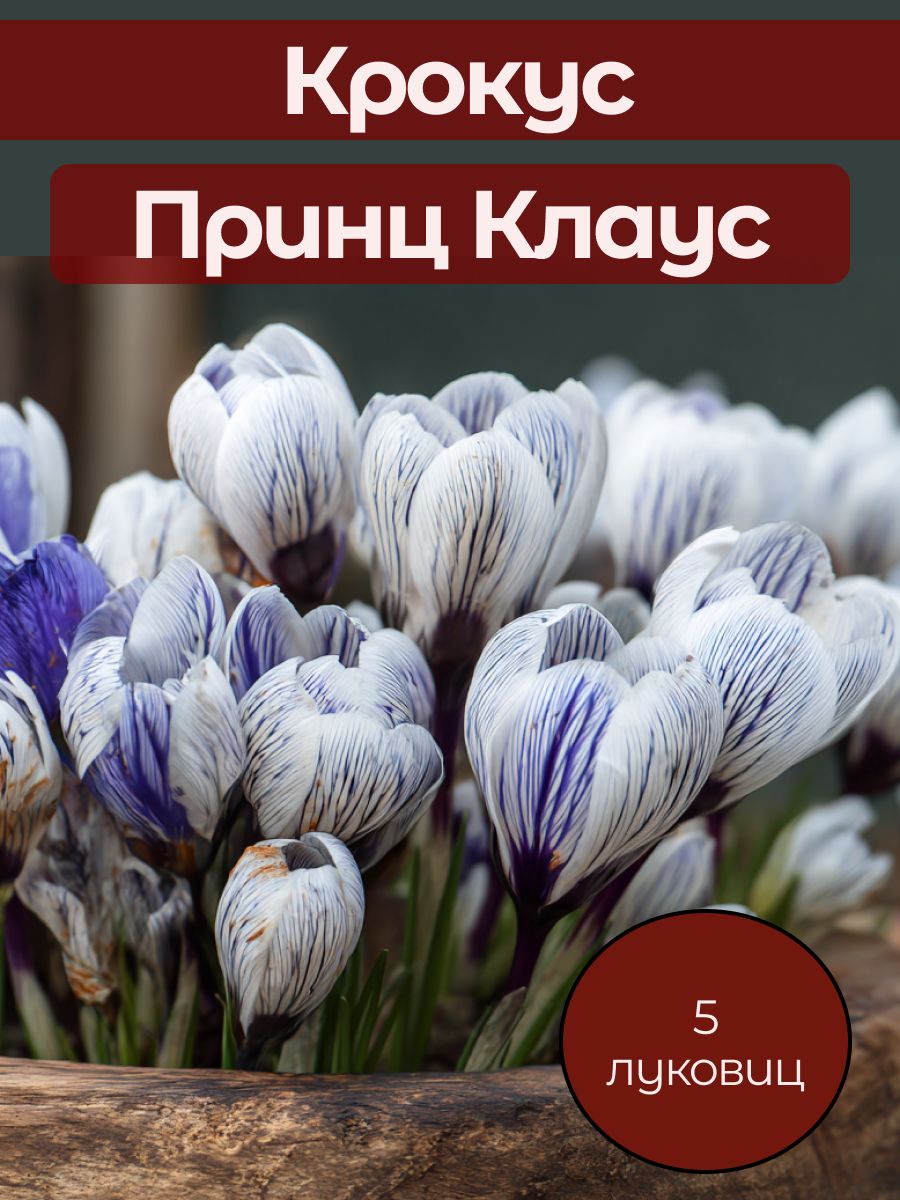 Луковицы Крокус Принц Клаус 5 шт