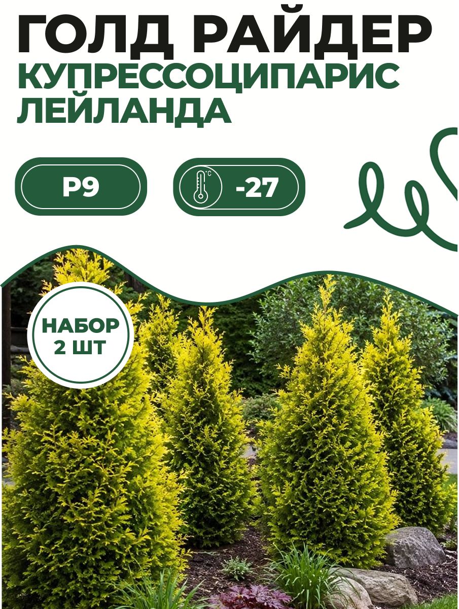 Купрессоципарис Лейланда Голд Райдер 2 шт. Саженец с ЗКС в горшке
