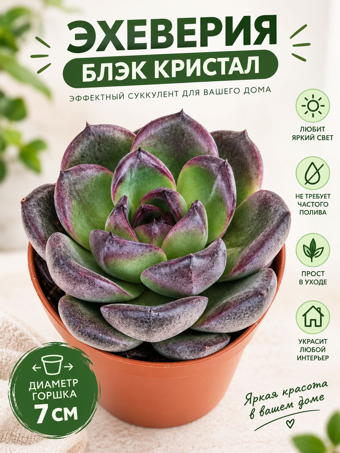 Эхеверия живая Блэк Кристал (Echeveria), живое комнатное растение, D-7