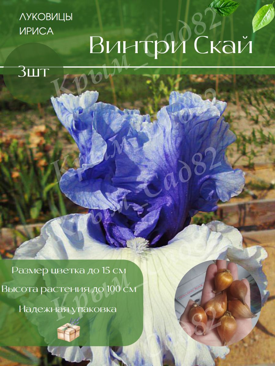 Луковицы Ириса Винтри Скай