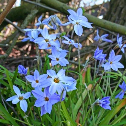 Ифейон Вайзли Блю (Wisley Blue). Луковицы, 50 шт. Сотка.