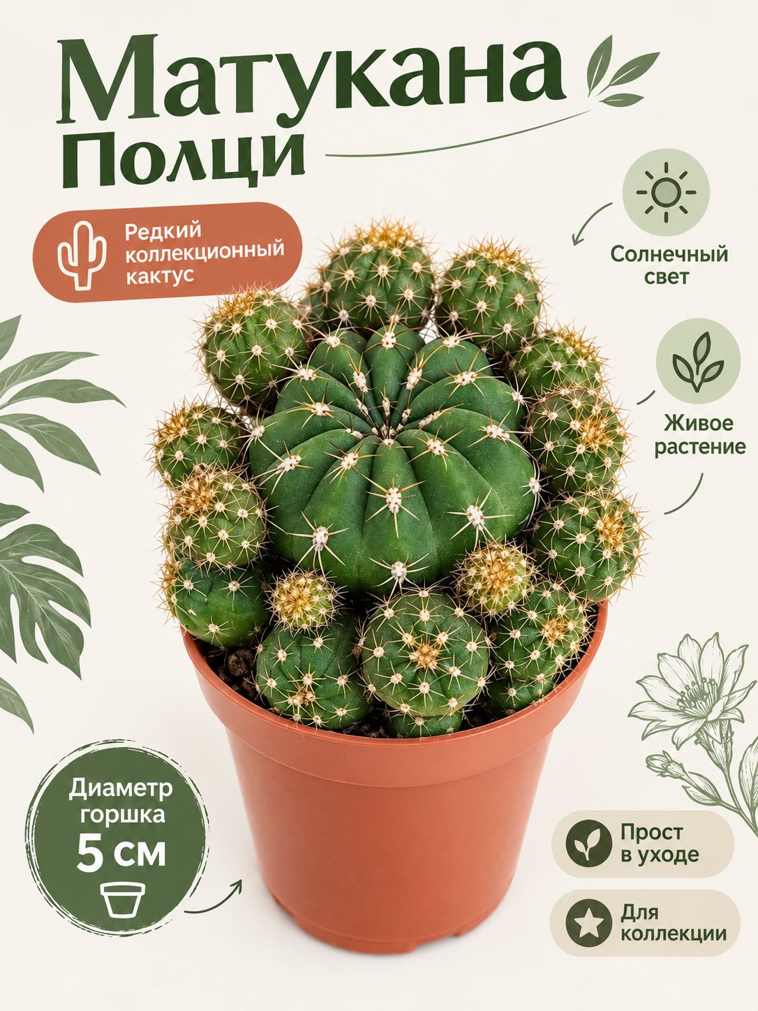 Матукана Полци (Matucana Polzii), живое растение, D-5 живое растение