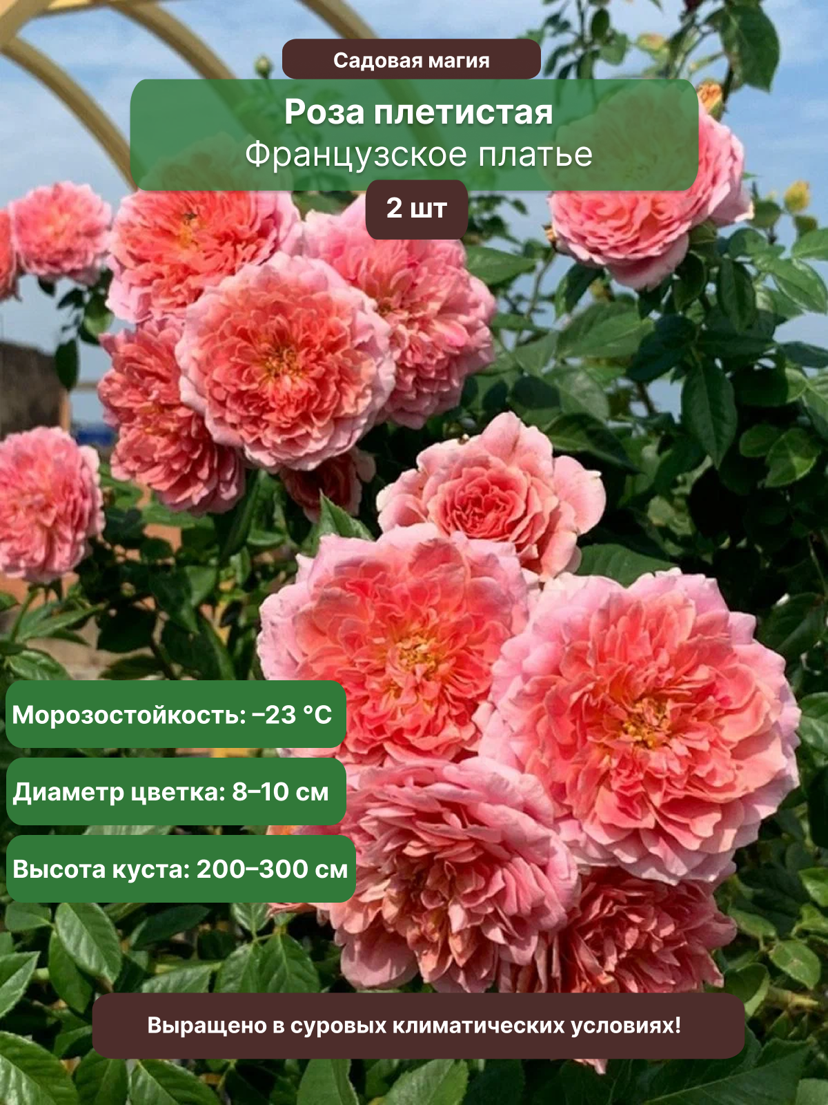 Роза плетистая Французское платье / 2 шт, многолетняя, непрерывноцветущая