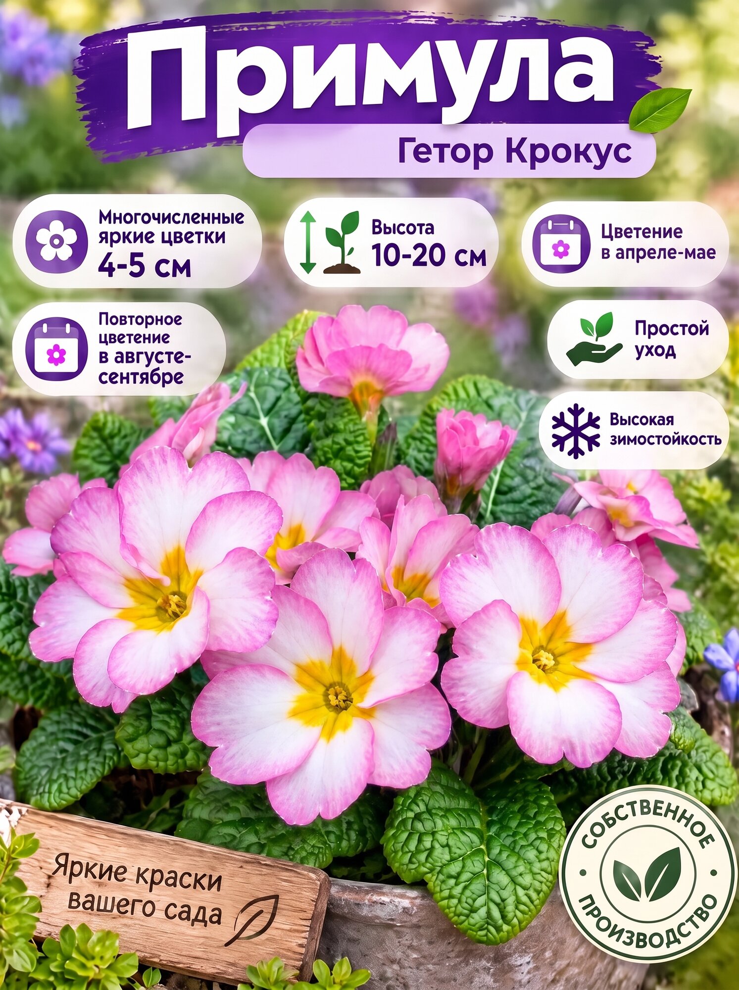 Примула Гетор Крокус