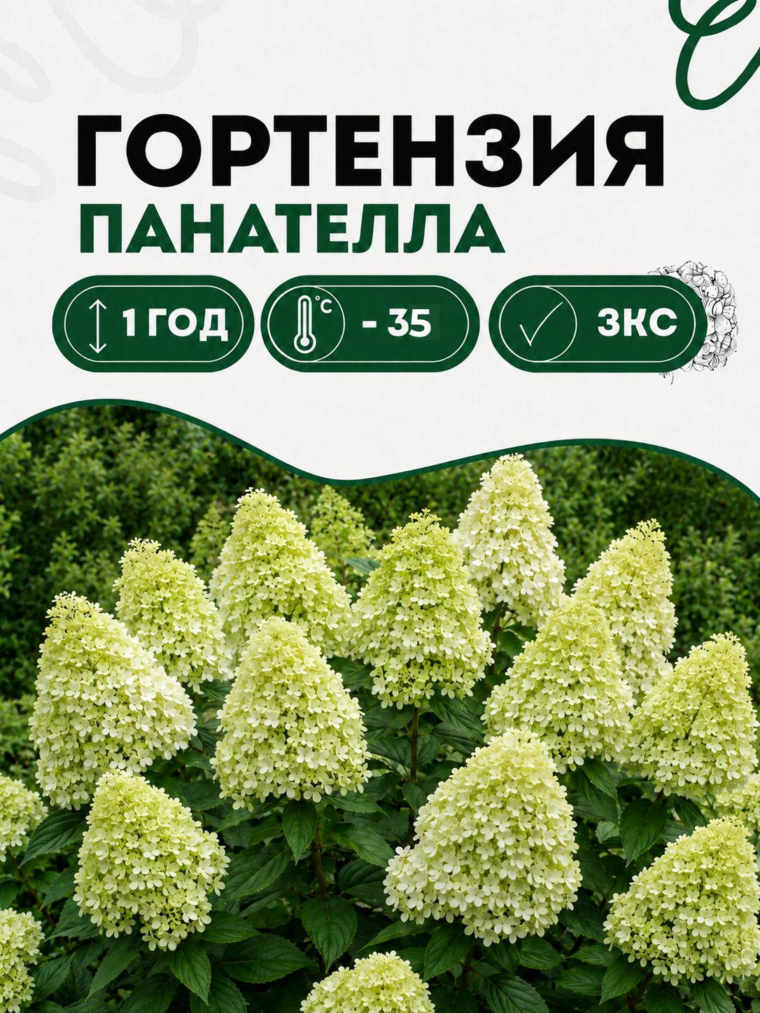 Гортензия P9 Панателла 1 шт. Саженец с ЗКС в горшке! Идеально для сада!