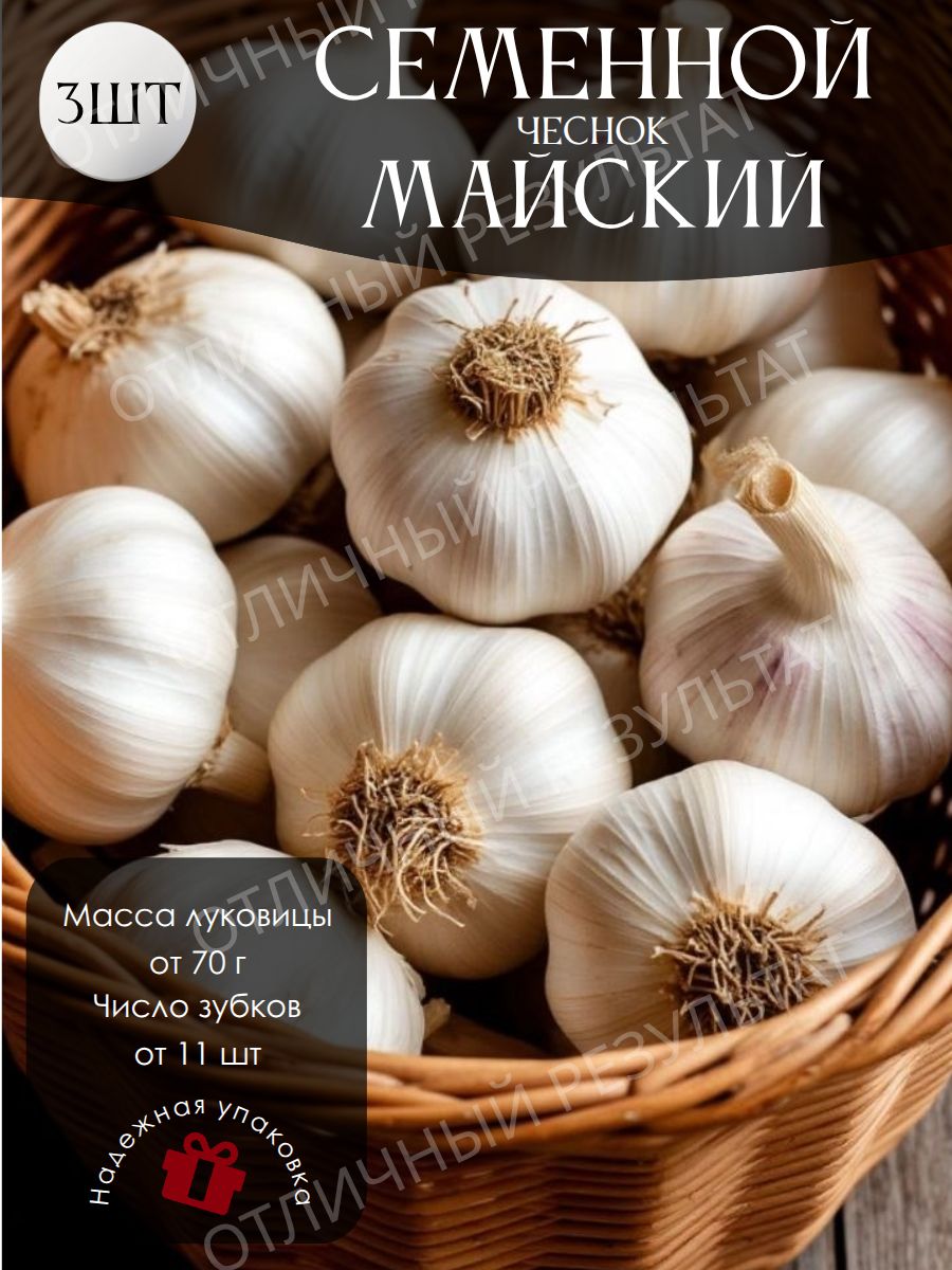 Семенной Чеснок