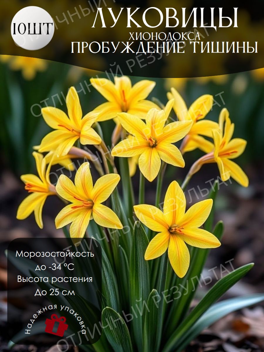 ЛУковицы Хионодоксы (Пролиска)