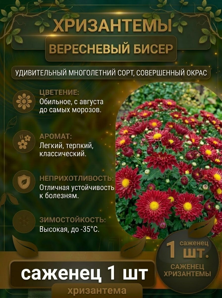 Хризантема саженец Вересневый Бисер 1шт