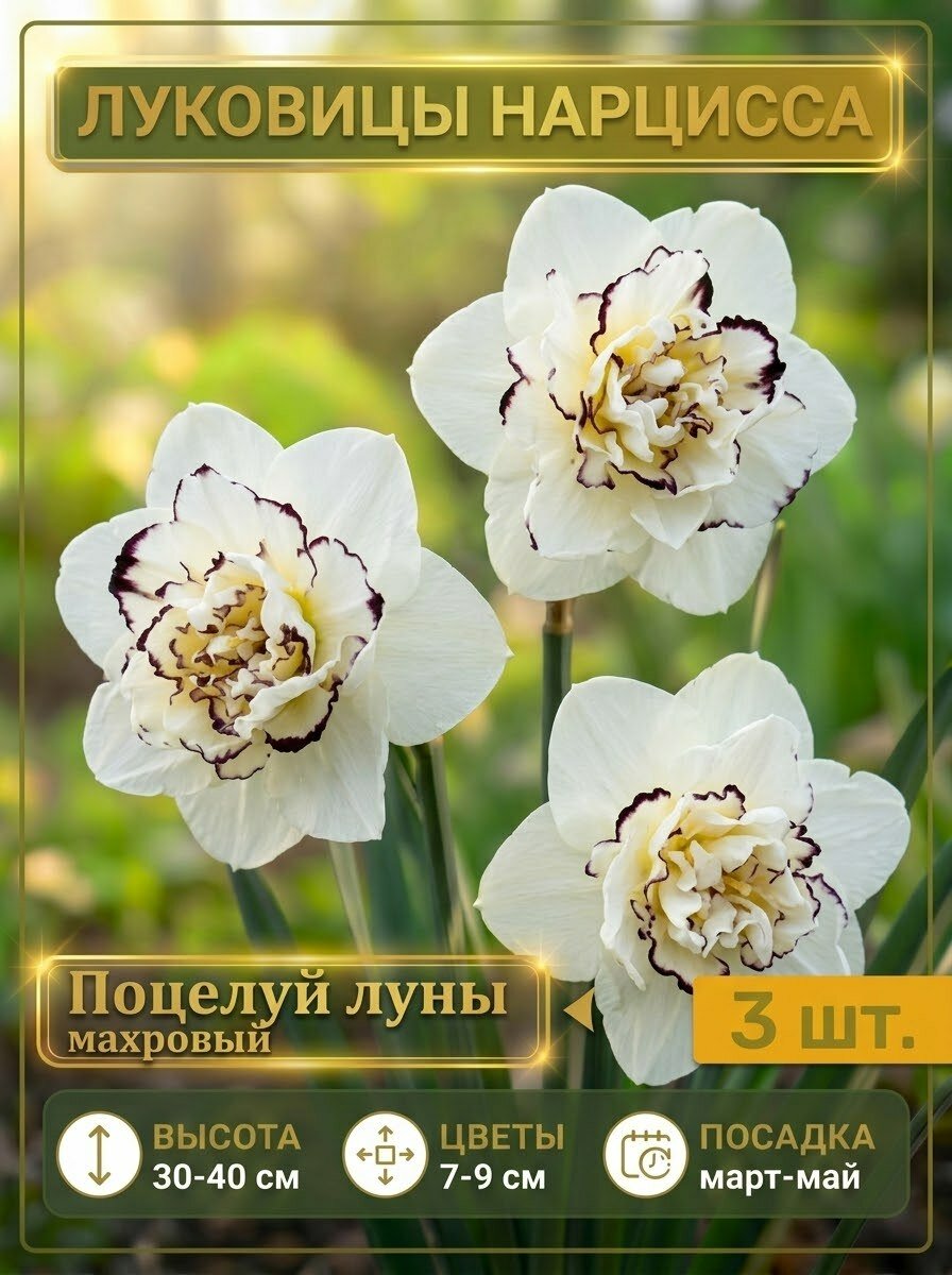 Нарцисс луковицы многолетние Поцелуй Луны 3шт