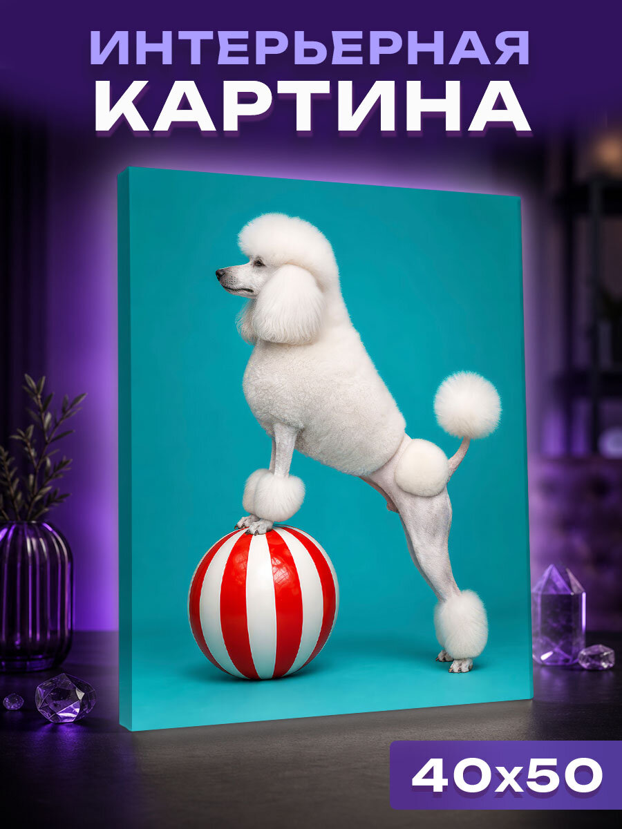 Интерьерная картина Пудель на цирковом мяче