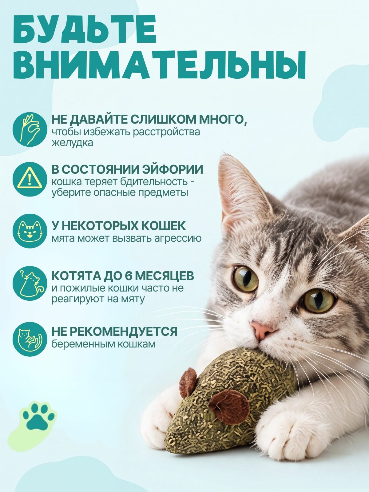 Кошачья мята — фото 1