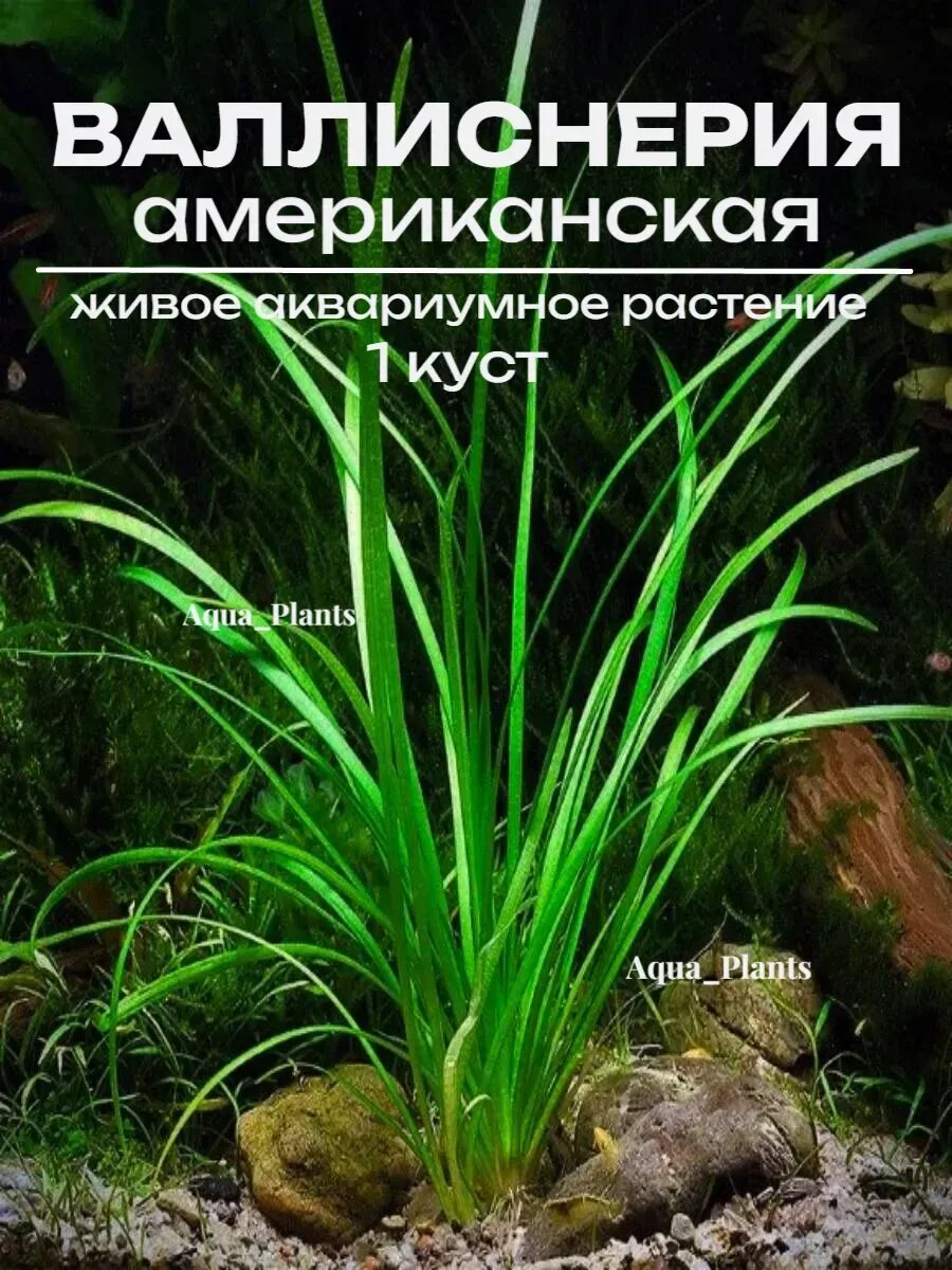Валлиснерия американская - Vallisneria Americana (1 куст)15-20 см