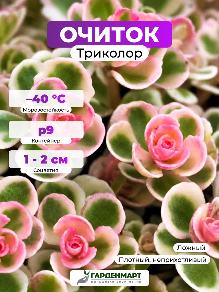 Саженец Очиток (седум) ложный Триколор