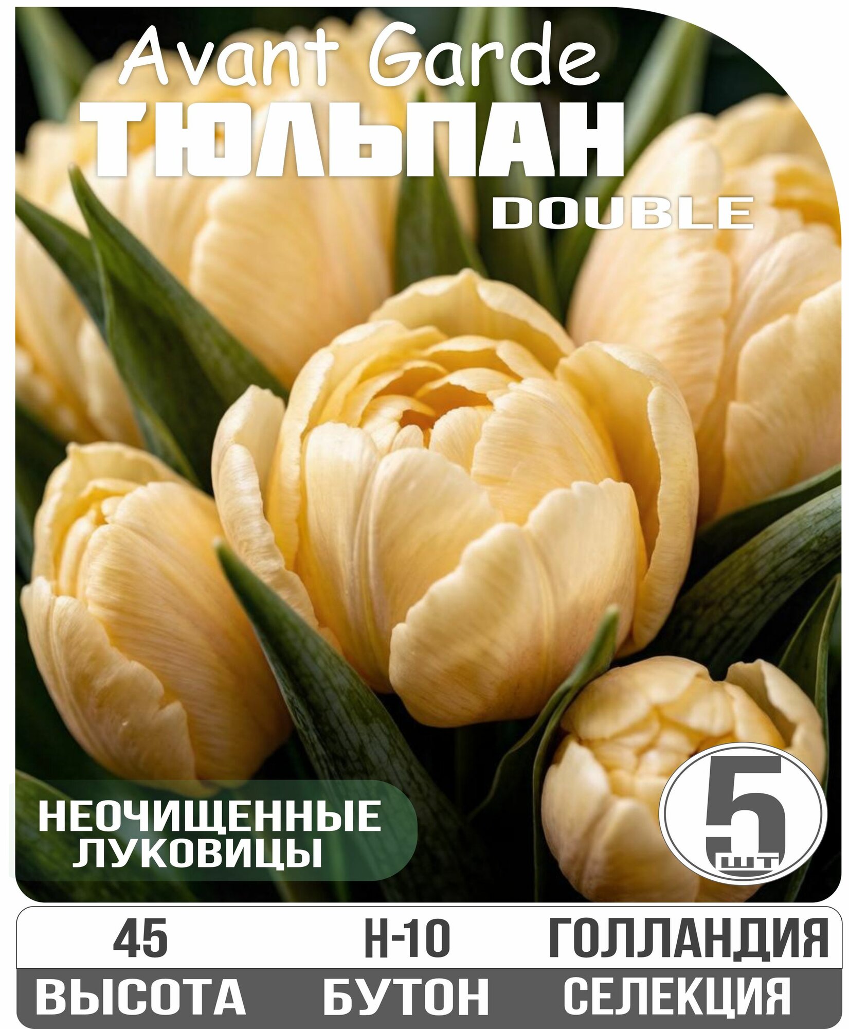 Тюльпаны луковицы многолетние Авант Гарде, высота 45 см, 5шт неочищенные