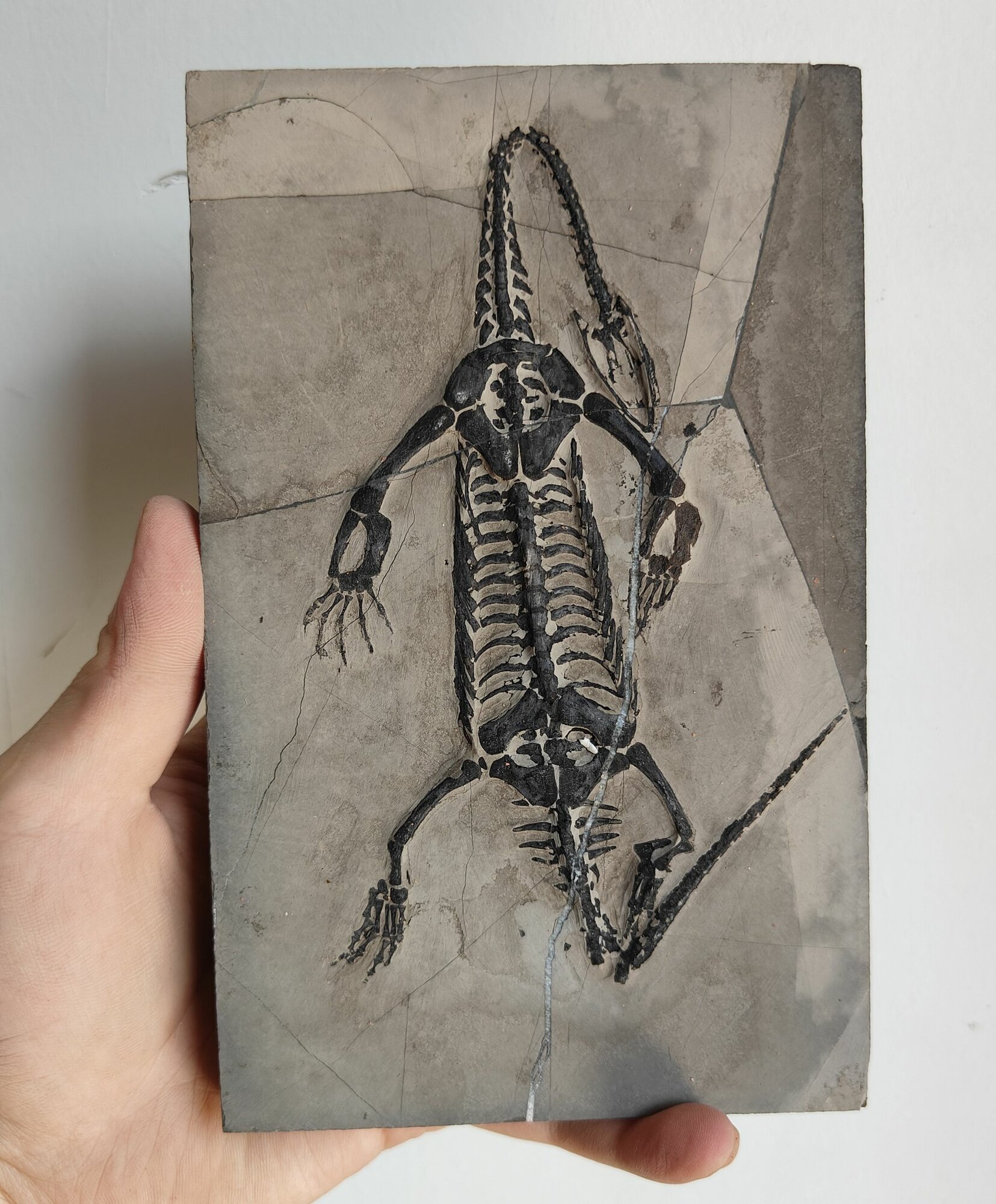 Ископаемое скелетное окаменелость Keichousaurus hui весом 849 грамма, натуральный сланец триасового периода