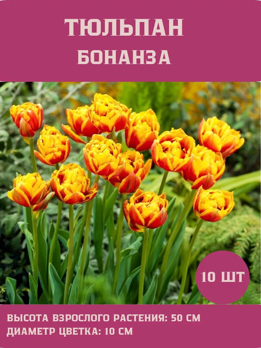 Луковицы тюльпана махрового