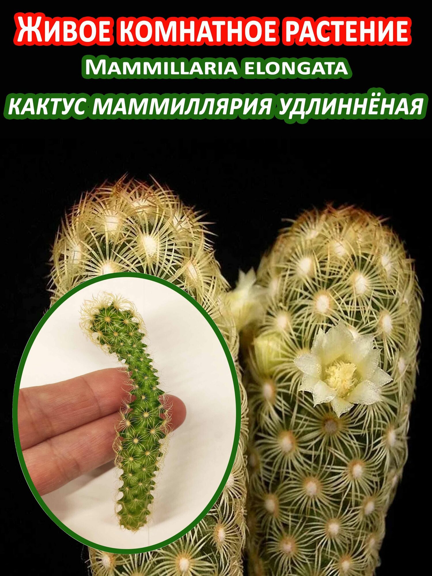 Кактус маммиллярия удлинённая