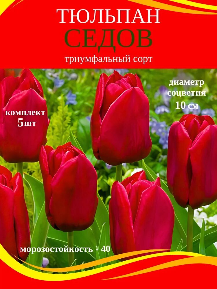 Луковицы Тюльпана Седов 5 шт.