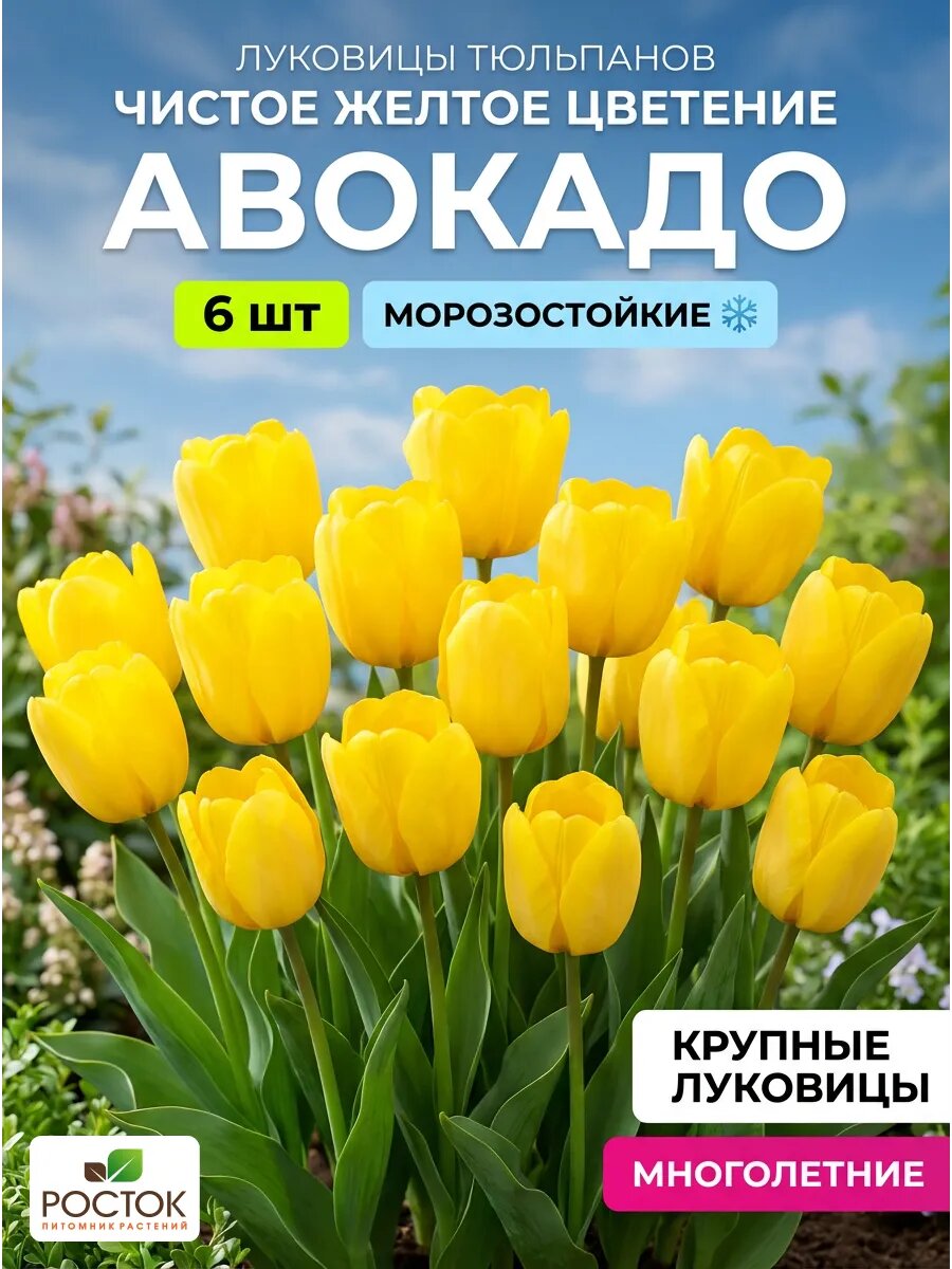 Тюльпаны луковицы Авокадо