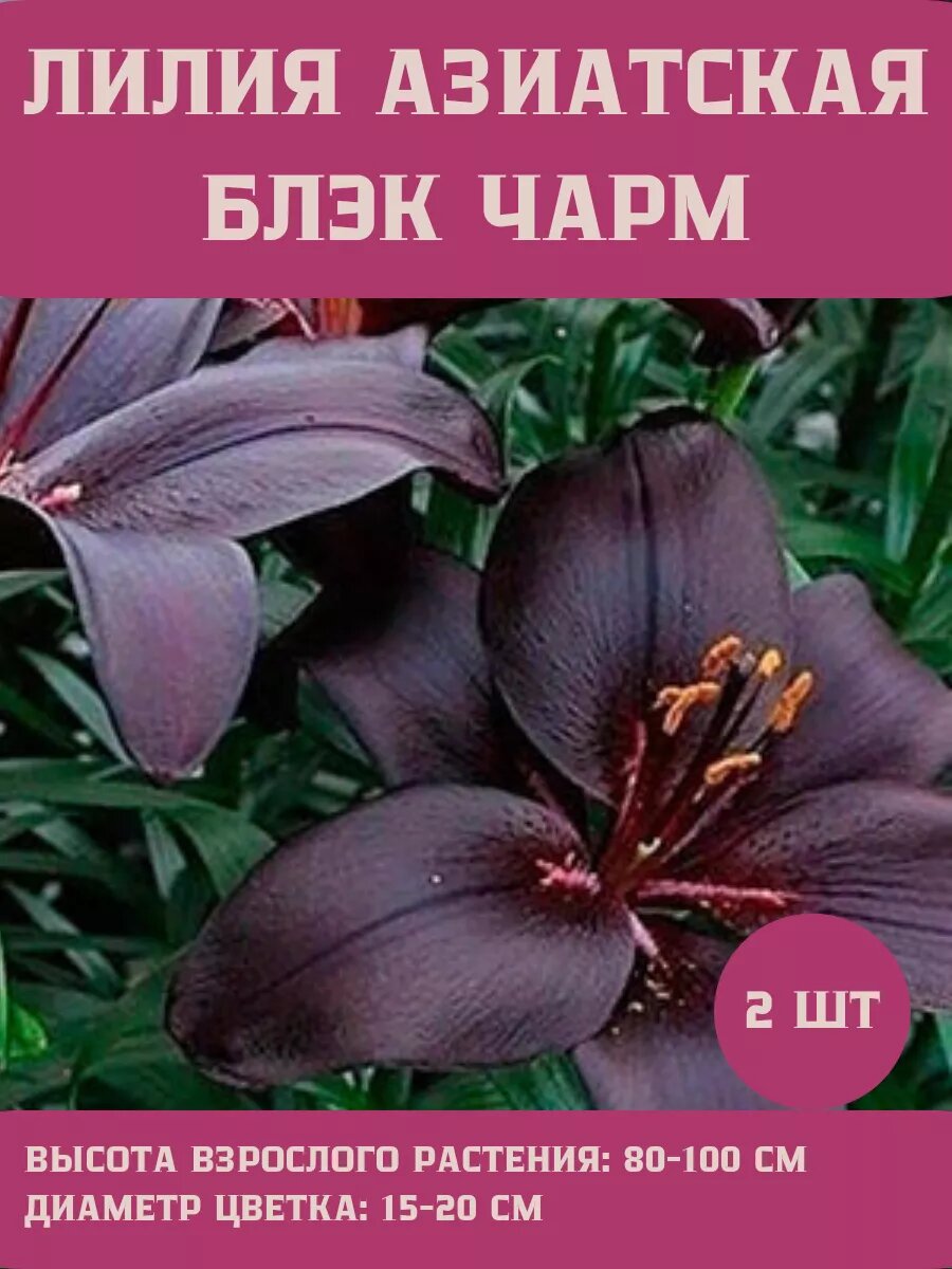Лилии азиатские танго/Луковичные растения