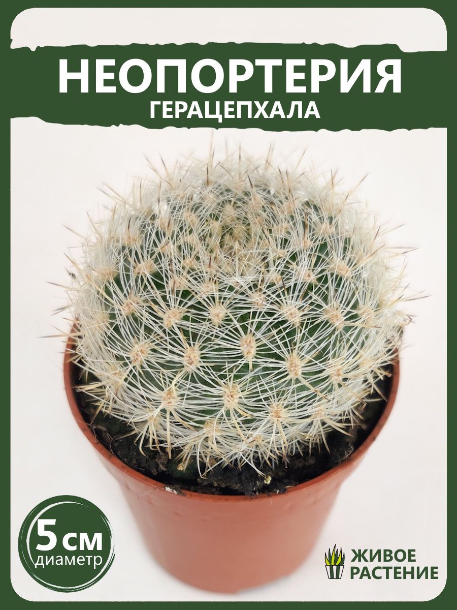 Неопортерия Герацепхала кактус живой, D-5