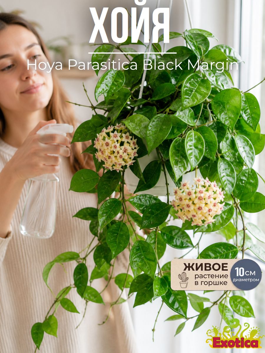 Хойя Паразитика Блэк Маржин (Hoya parasitica Black Margin) D10см, живой цветок