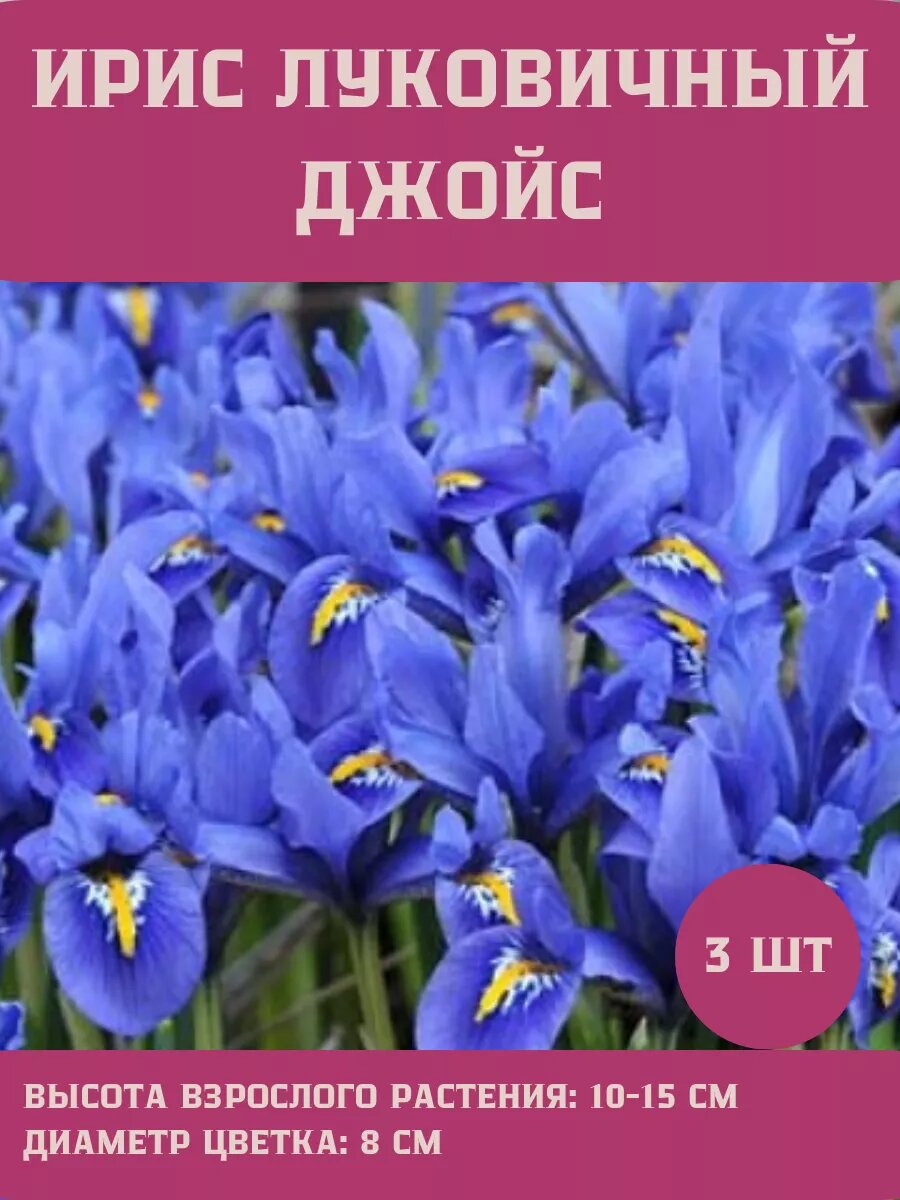Ирис луковичный; Цветок ириса