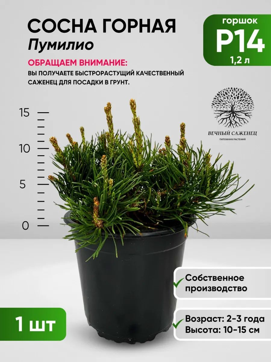 Сосна горная Пумилио Р14, саженец для сада и дачи, декоративное растение для посадки