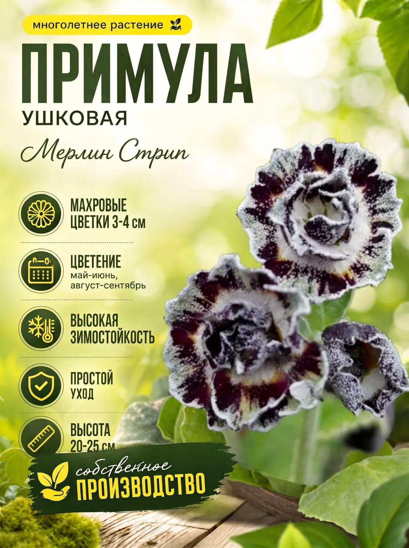 Примула ушковая «Мэрлин Стрип» (Merlin Stripe)