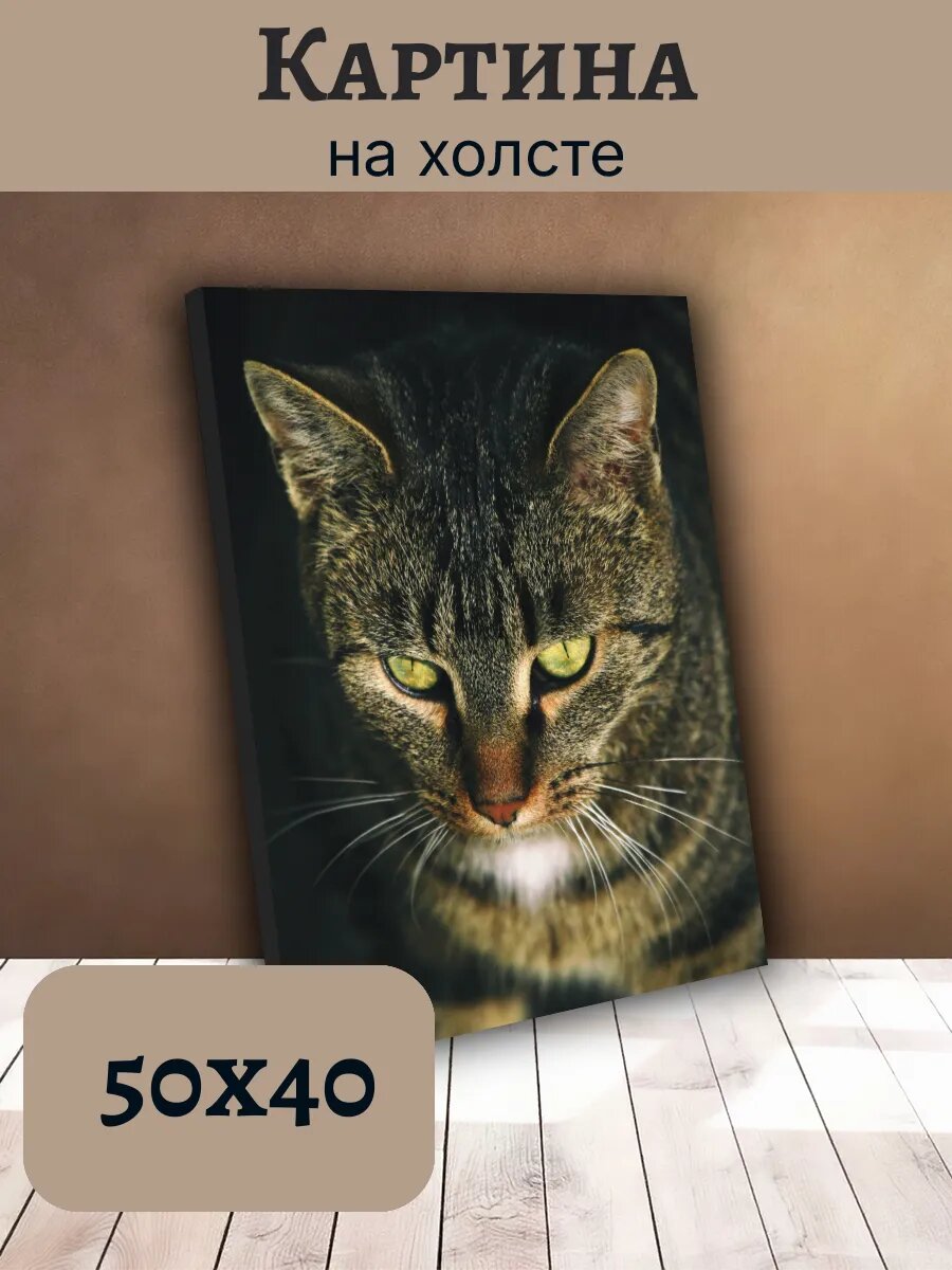 Картина Постер Кот Кошка Cat 40x50 полосатый Табби