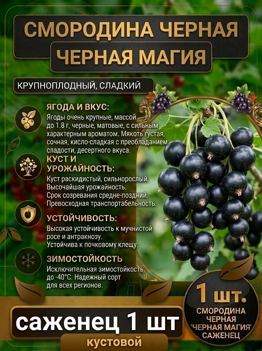 Смородина черная магия морозоустойчивая