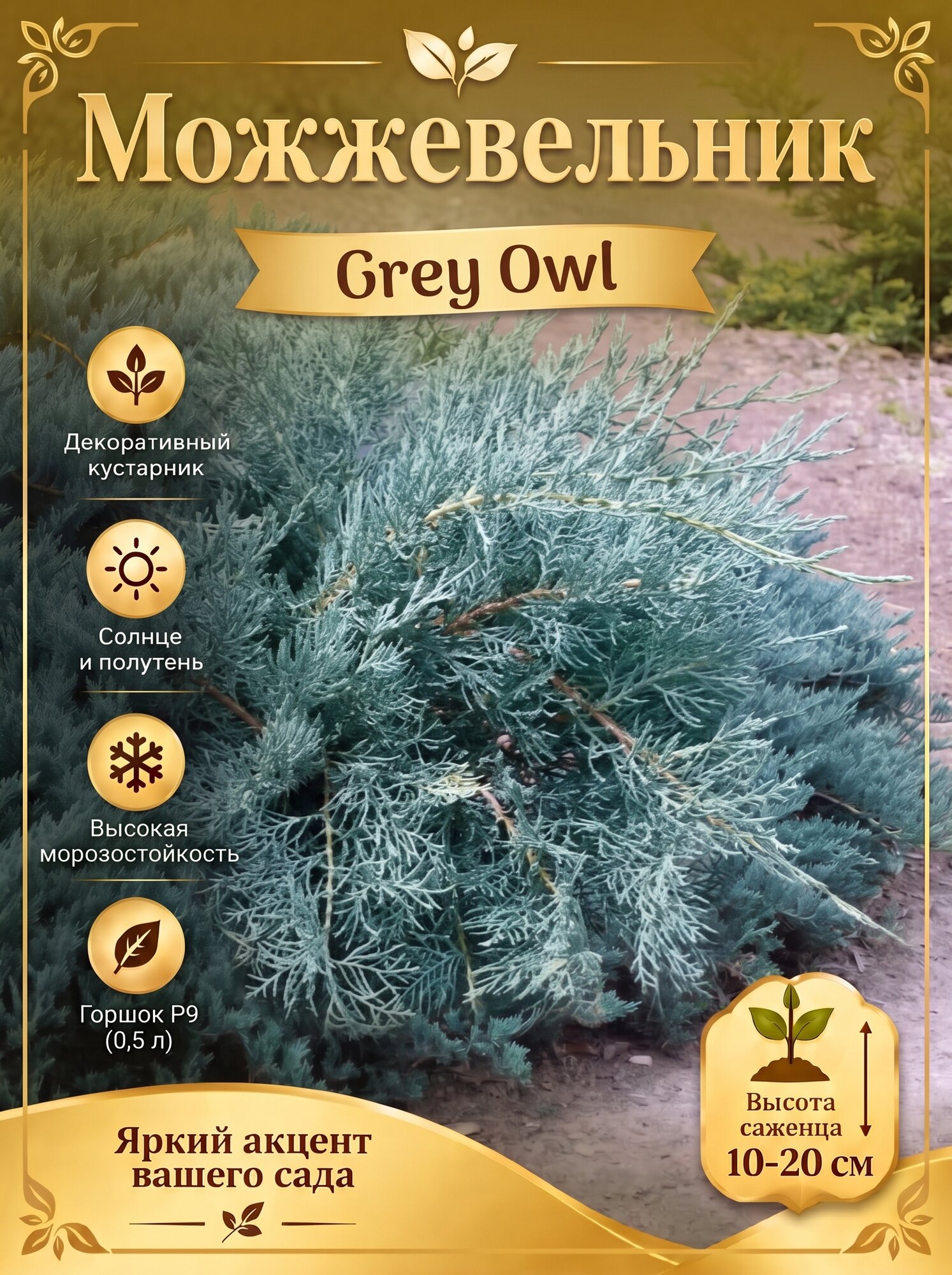 Можжевельник виргинский Grey Owl (Грей Оул)