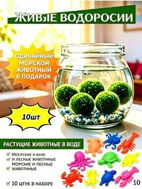 Живые водоросли, набор 10 штук, натуральные моховые шарики для аквариума, символ удачи и благополучия, в подарок один морской декор аквариумные моховые шары морской декор для аквариума