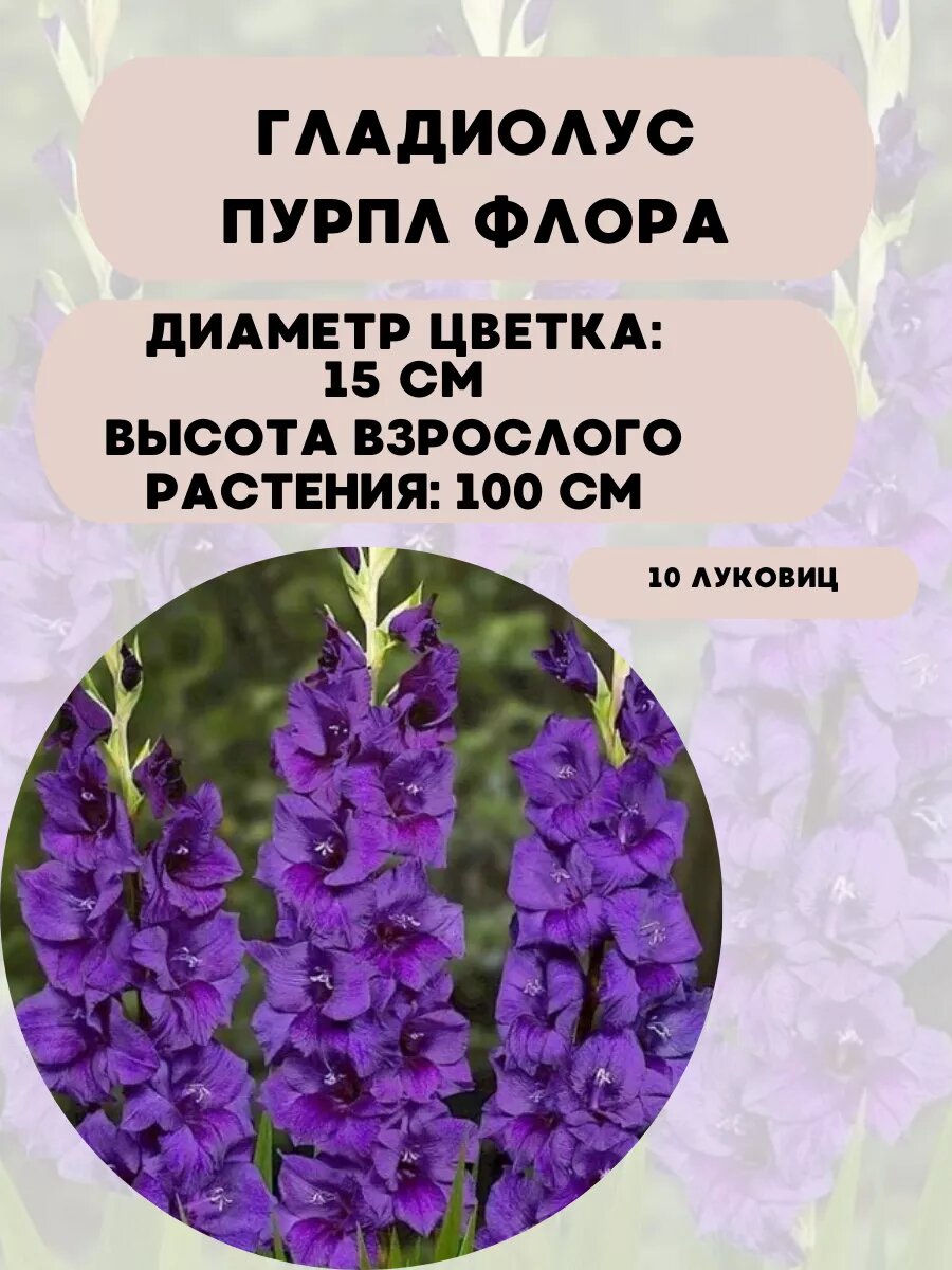 Гладиолус крупноцветковый/Луковицы гладиолуса