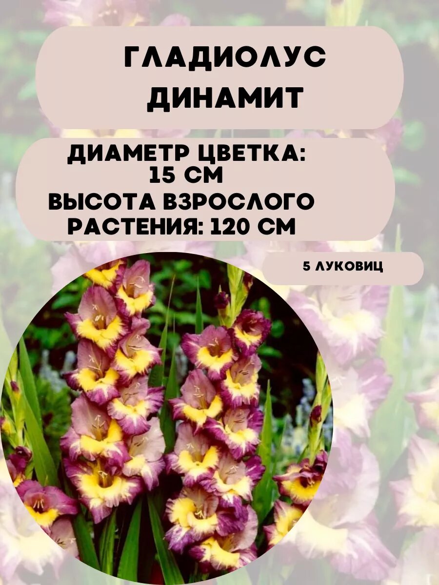 Гладиолус крупноцветковый/Луковицы гладиолуса