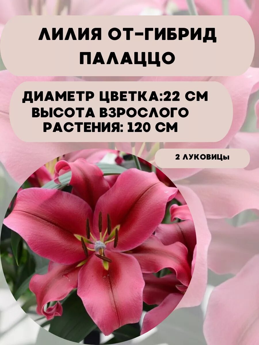 Лилия от-гибрид Восточная лилия Азиатская