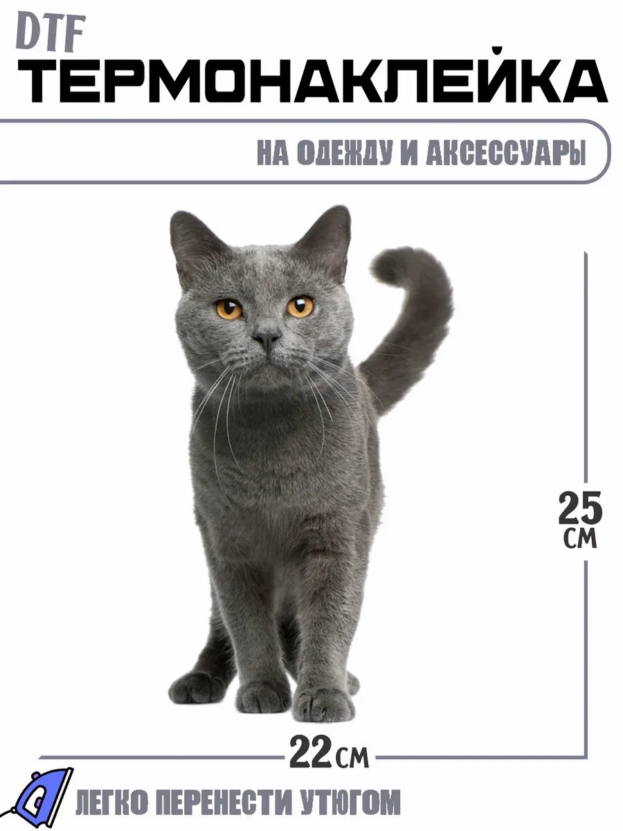 Термонаклейка Кот