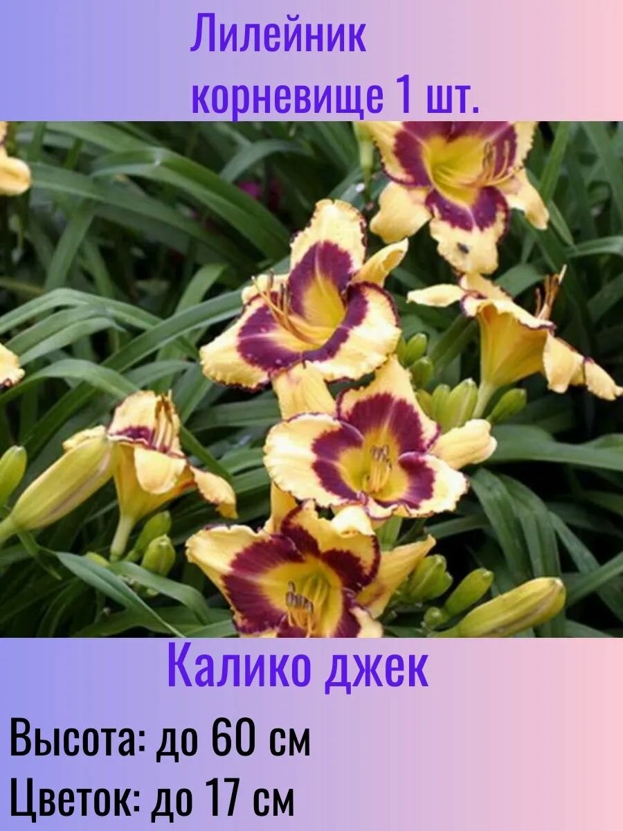 Саженцы лилейника многолетние цветы 1 штука
