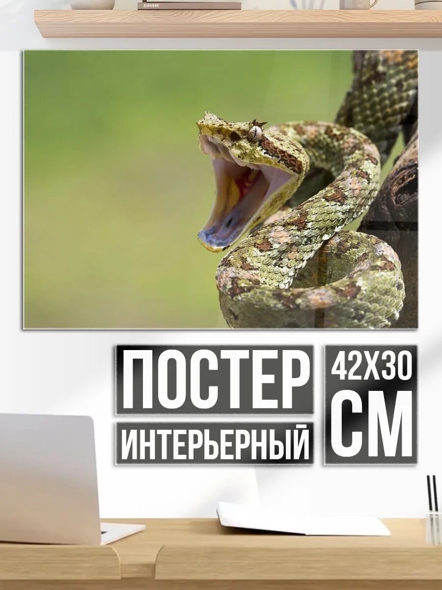 Плакат постер Змея с открытой пастью