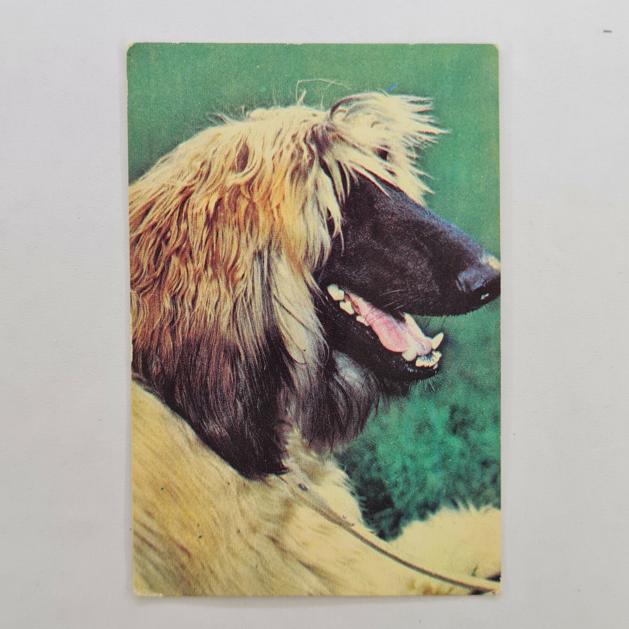 Карманный календарик СССР 1991. Афганская борзая, собаководство. Советский календарь винтажный