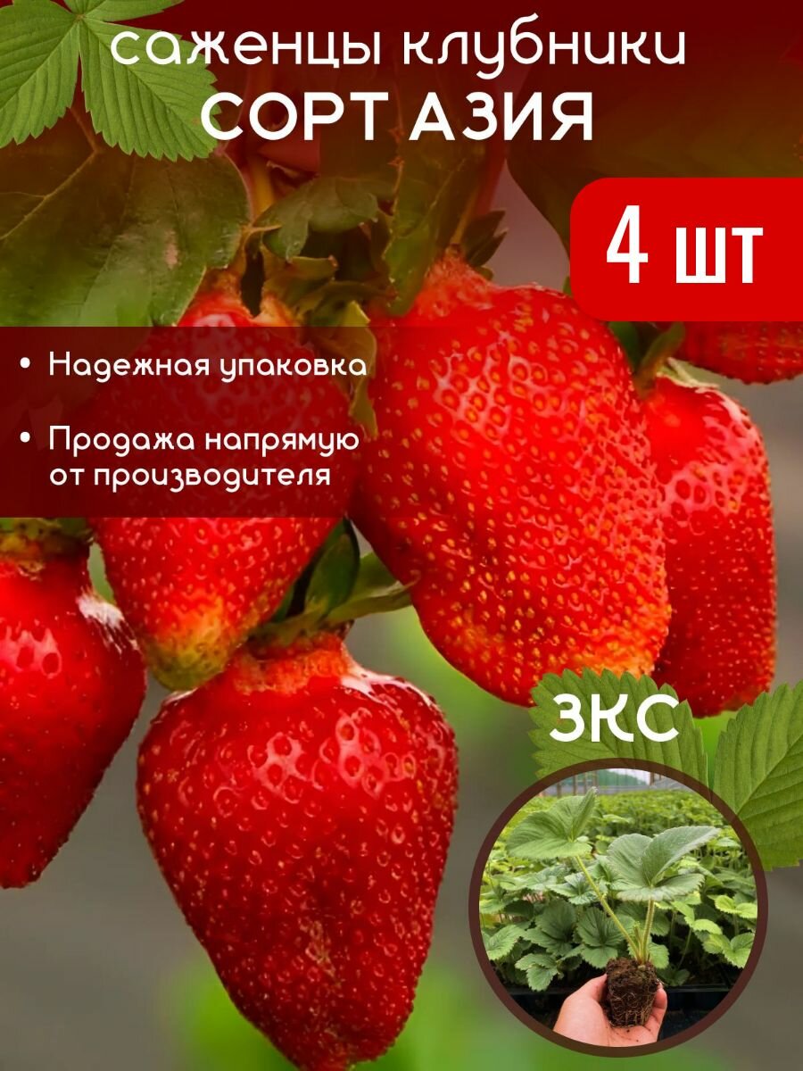 Саженцы клубники Азия с закрытой корневой системой рассада Азия ЗКС сорт Азия