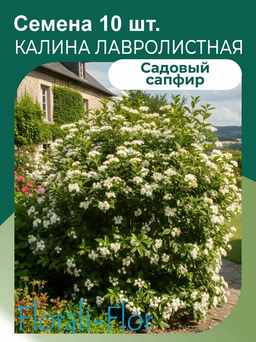 Калина Лавролистная Семена