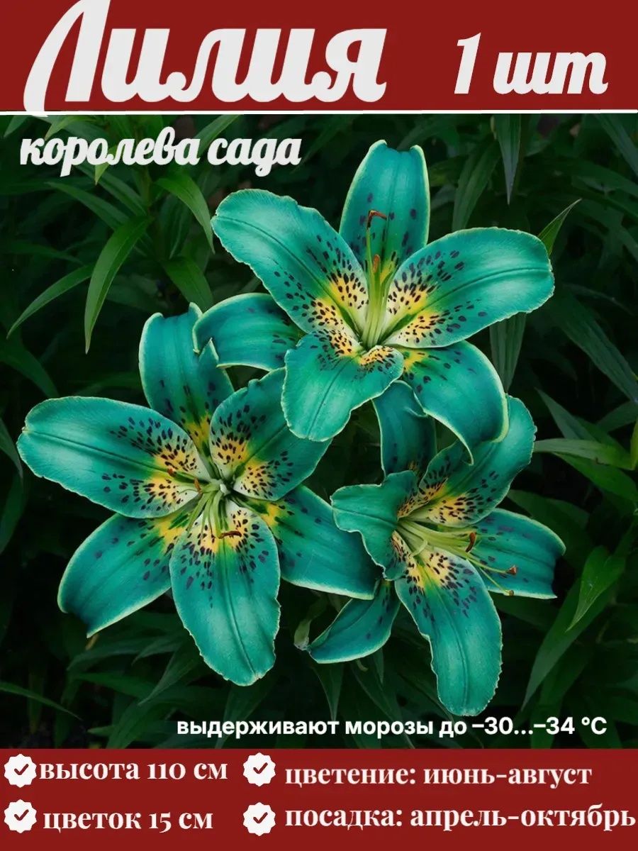 Луковицы Лилия Эсмеральда 1 шт