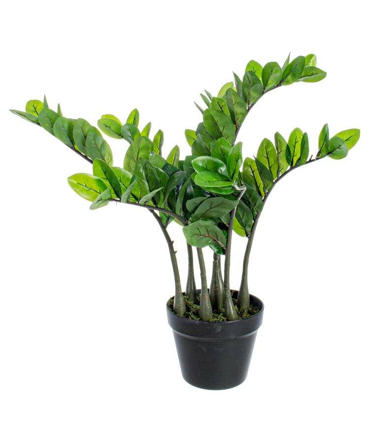 Растение декоративное BIZZOTTO ZAMIIFOLIA 0172479 d660x640h